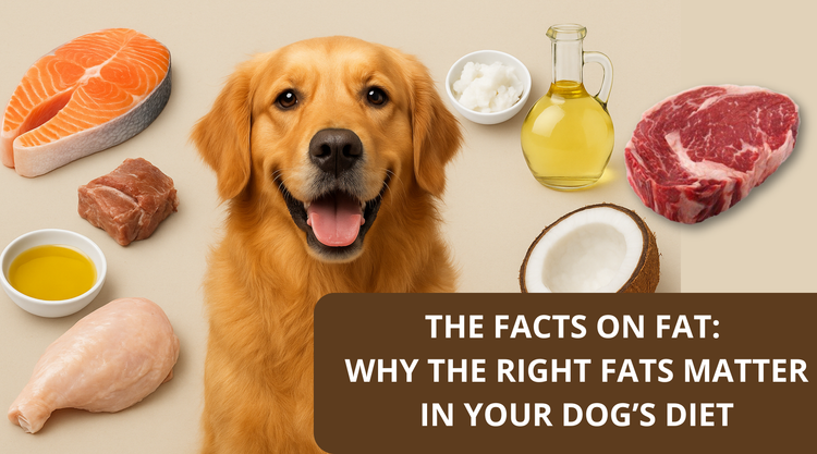 The Facts on Fat: Why the Right Fats Matter in Your Dog’s Diet – A ...