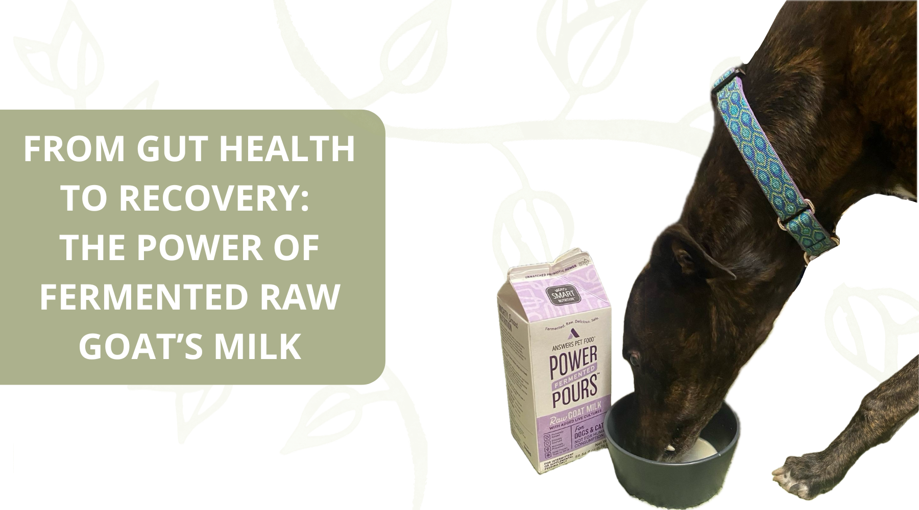 From Gut Health to Recovery: The Power of Fermented Raw Goat’s Milk – A ...