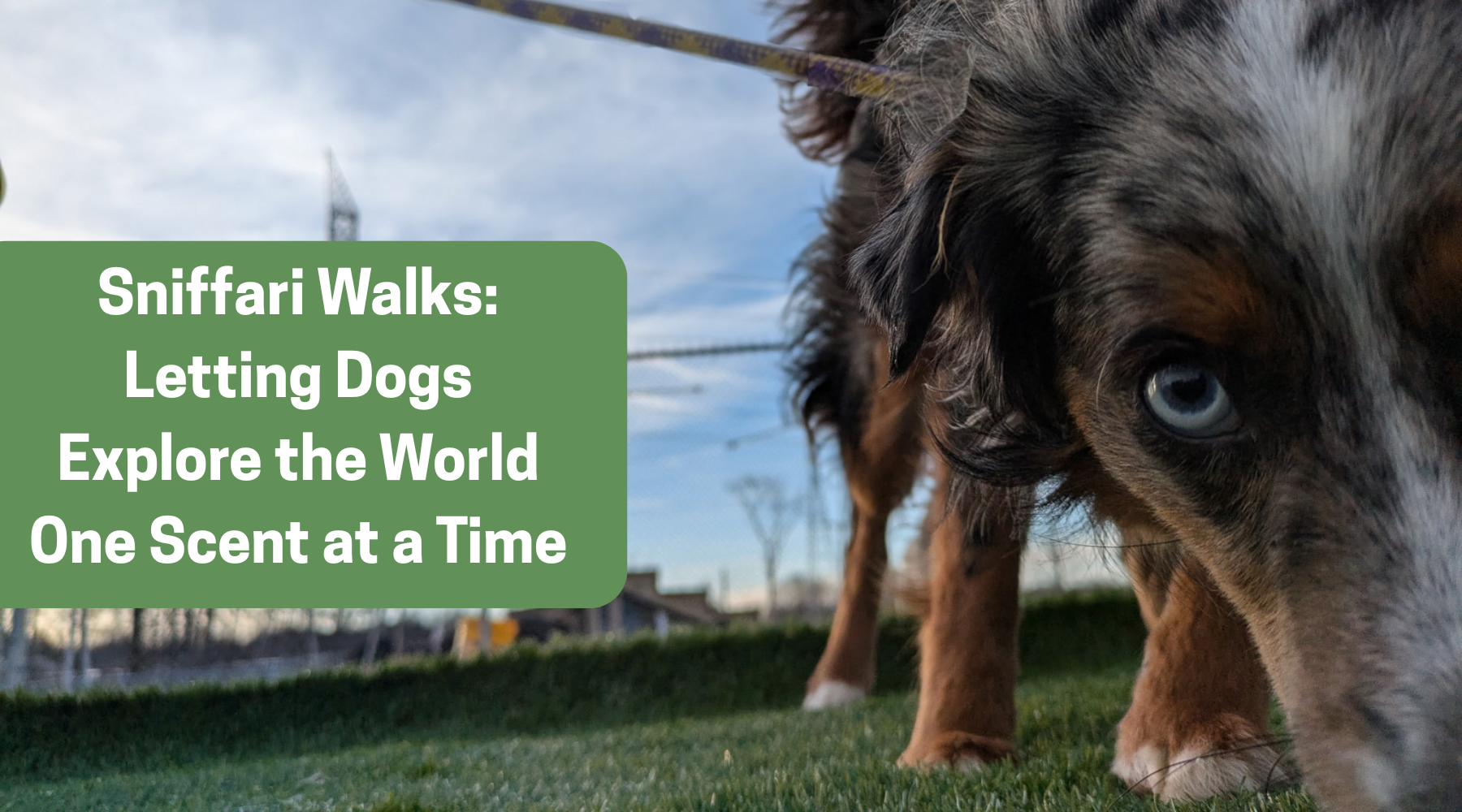 Sniffari Walks: Letting Dogs Explore the World One Scent at a Time – A ...