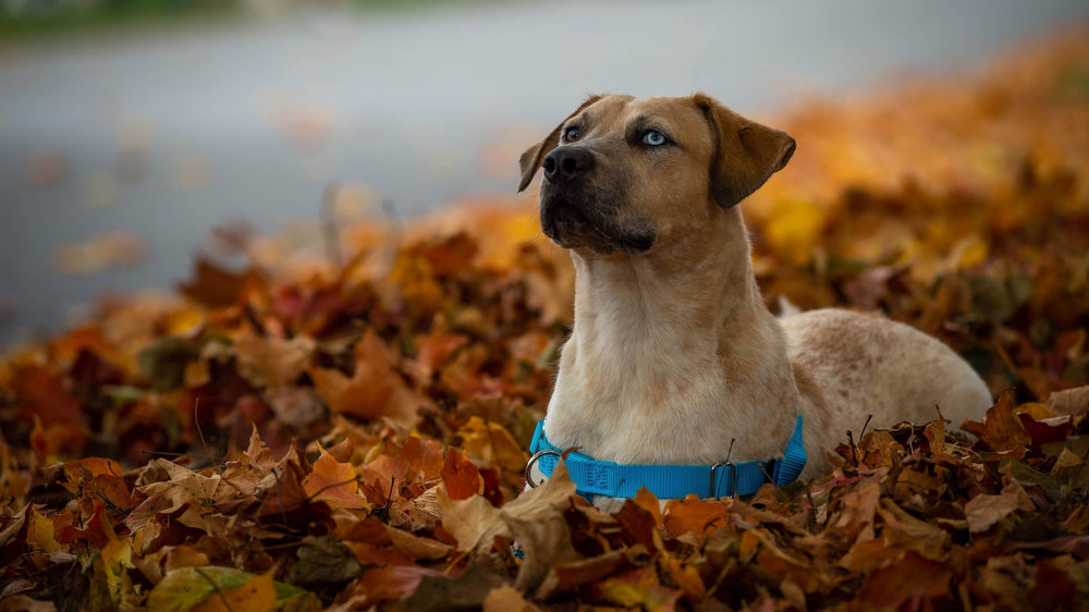 A Place for Paws LLC