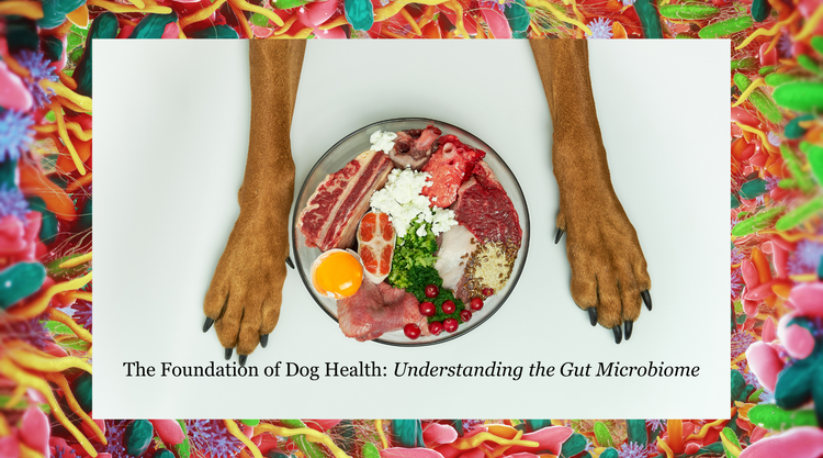 The Foundation of Dog Health: Understanding the Gut Microbiome – A ...