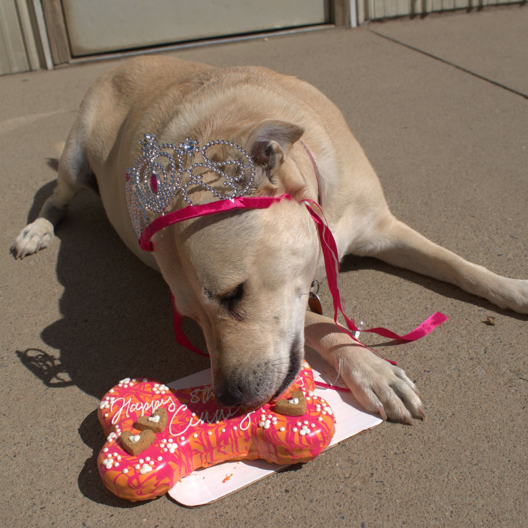 The Bakery – A Place for Paws