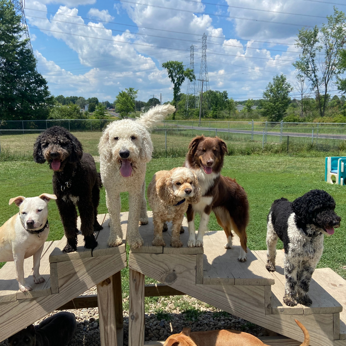 A Place for Paws LLC