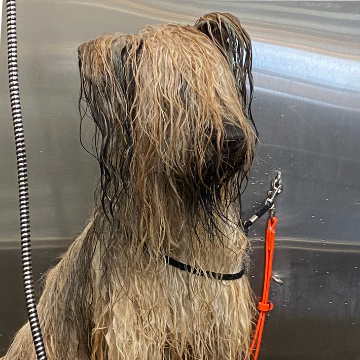 A Place for Paws LLC