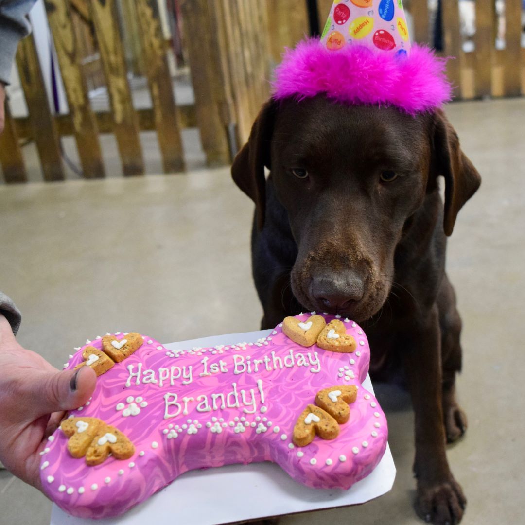 The Bakery – A Place for Paws