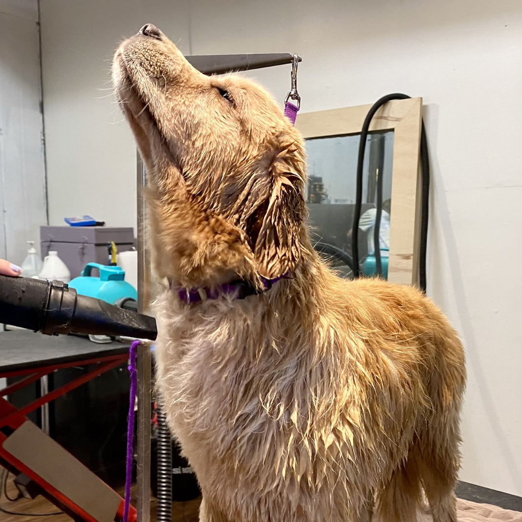 Bathing & Grooming – A Place for Paws