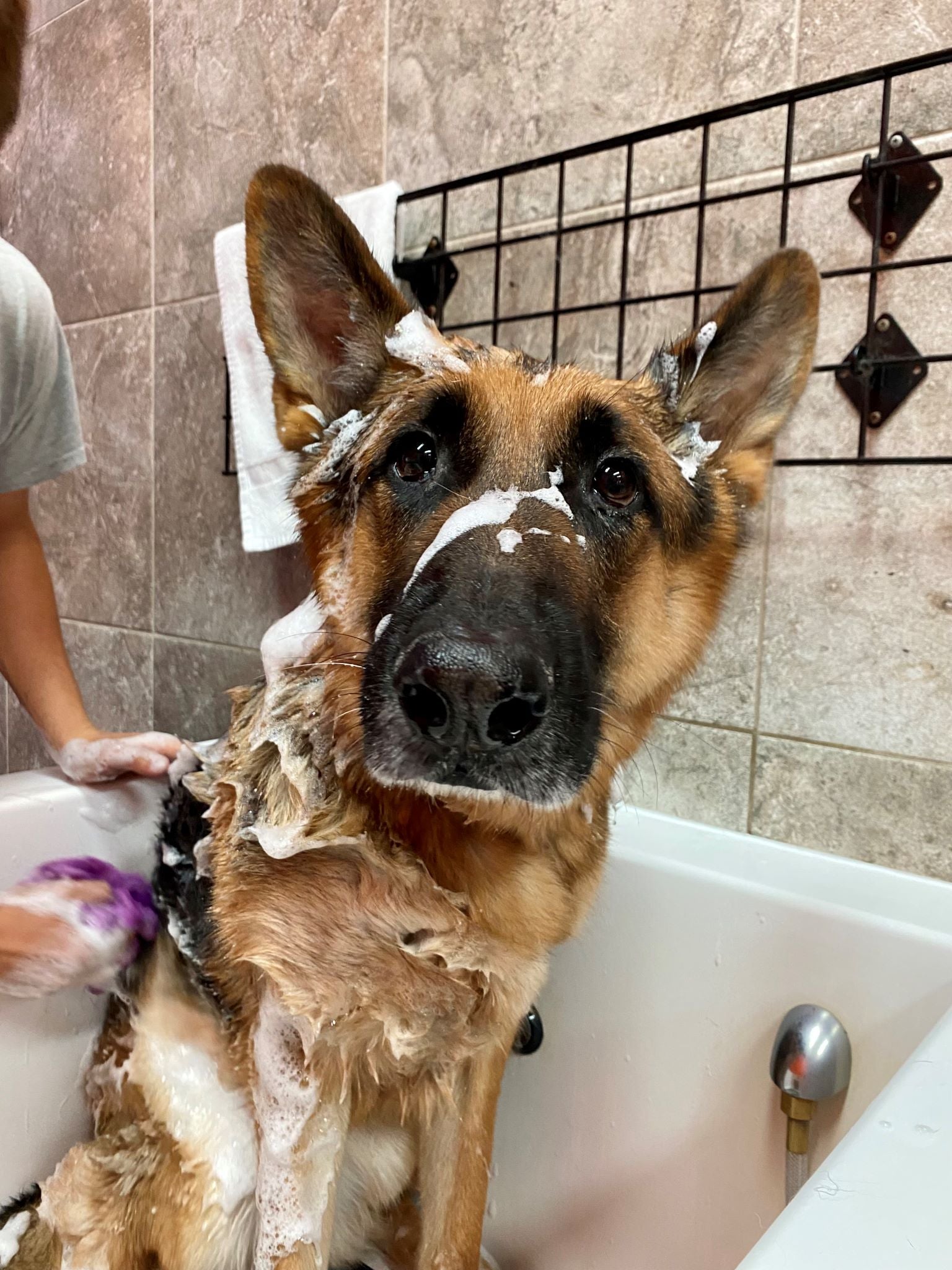 Bathing & Grooming – A Place for Paws
