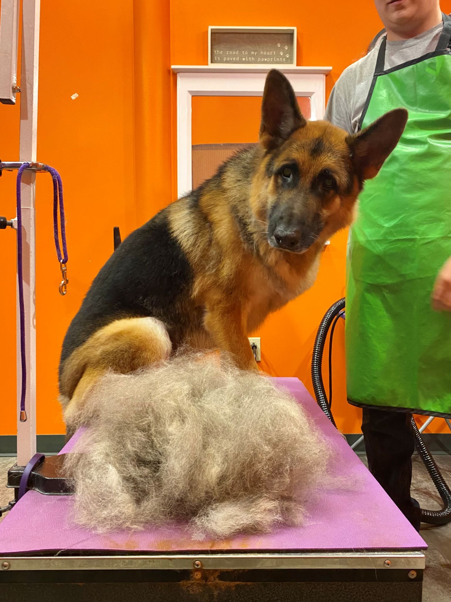 Bathing & Grooming – A Place for Paws