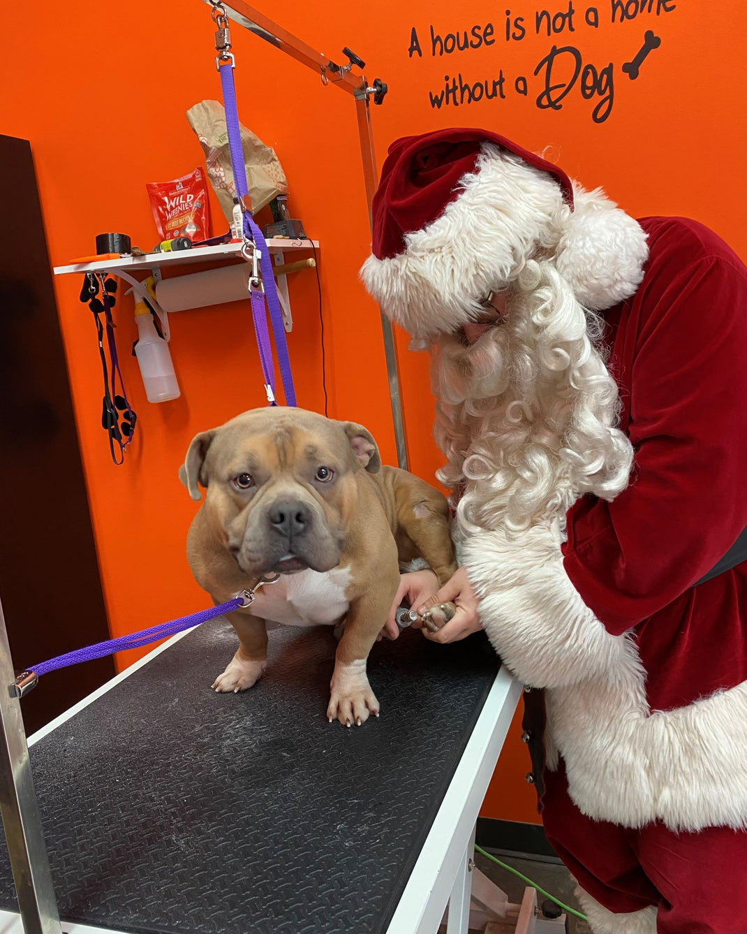 Bathing & Grooming – A Place for Paws