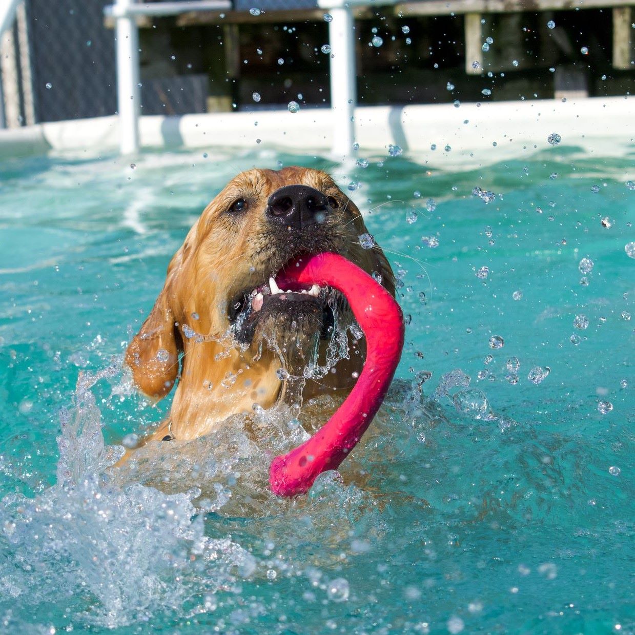 Daycare – A Place for Paws