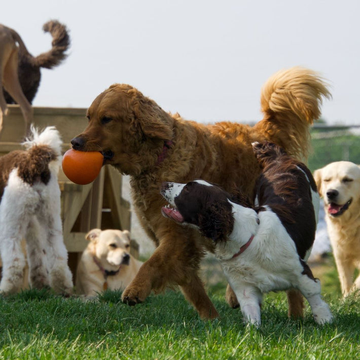 Daycare – A Place for Paws