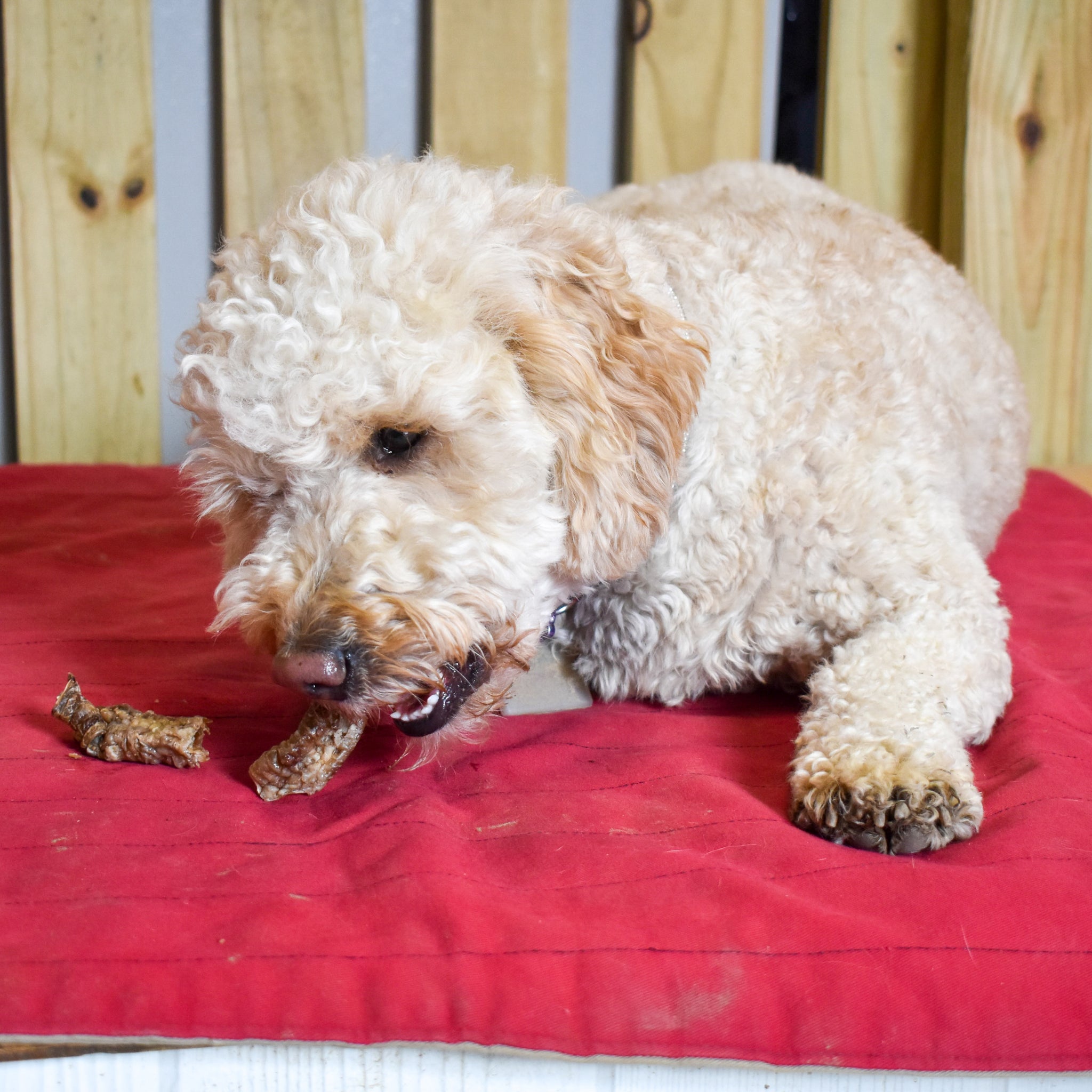 CB Lamb Trachea – A Place for Paws