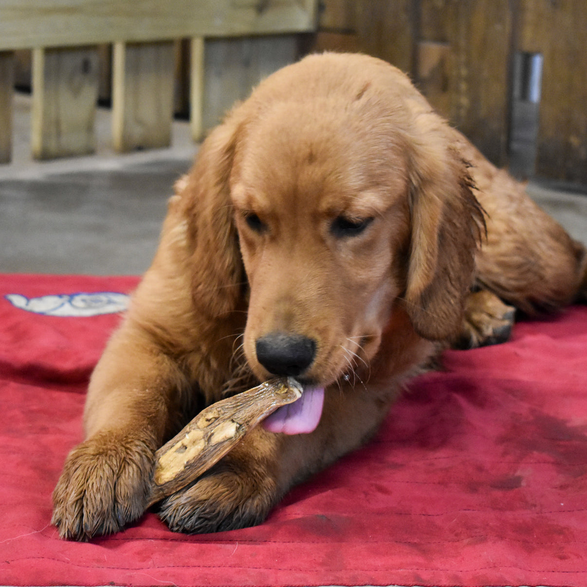 Honey Coated Buffalo Tendon – A Place for Paws