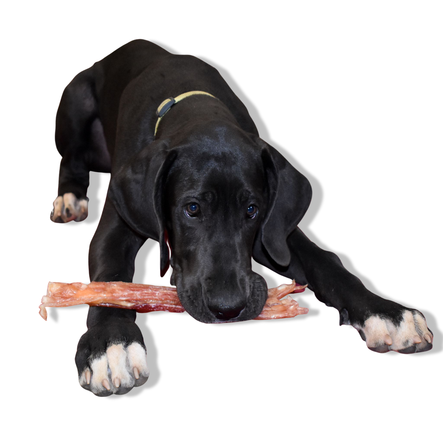 A Place for Paws LLC