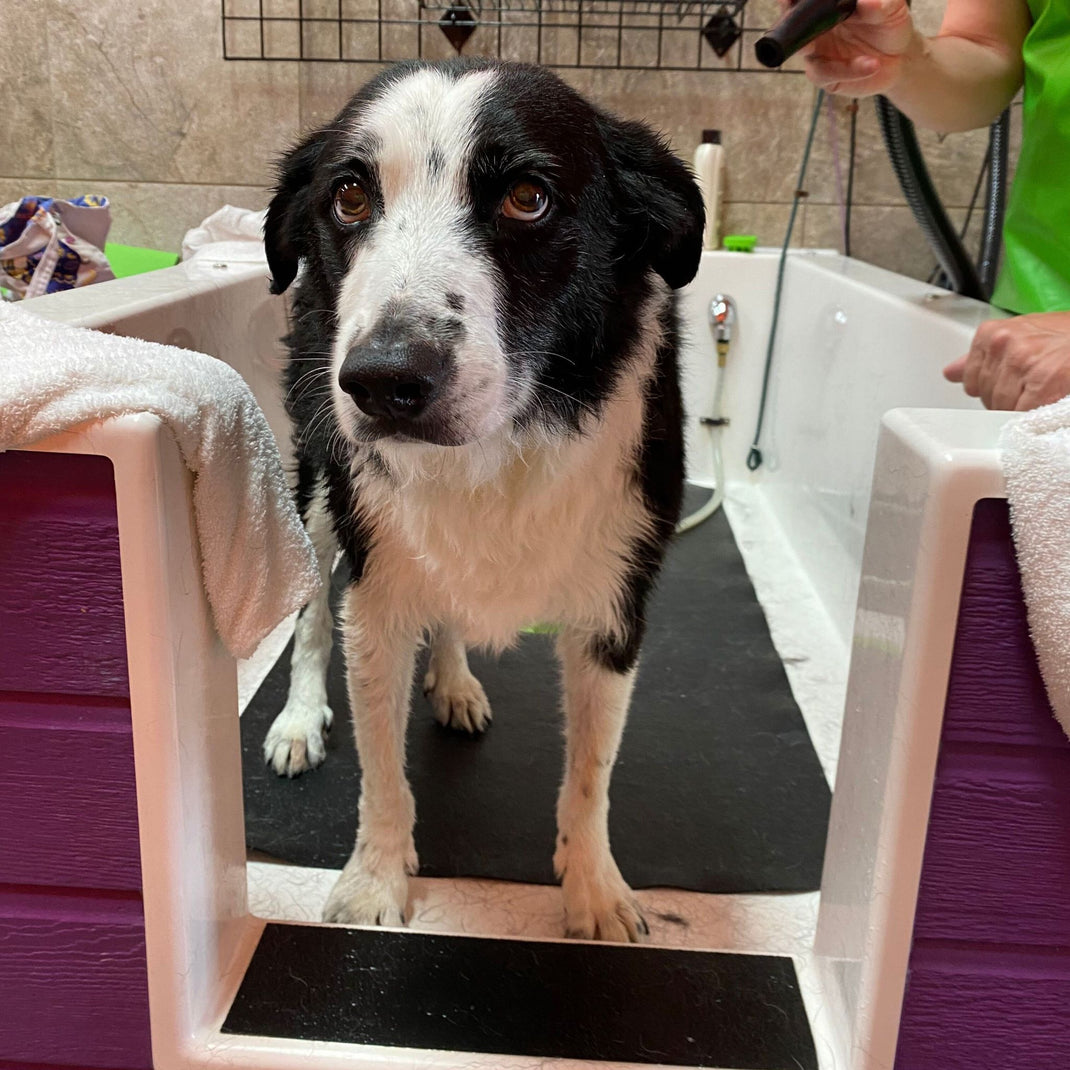 Bathing & Grooming – A Place for Paws